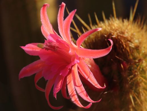 Cactus Flower (springing desert) | Bob Schwartz