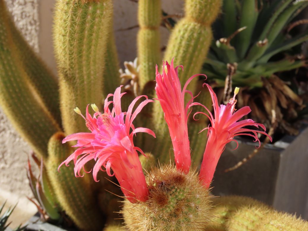 Real spring (not false spring) has arrived in early February | Bob Schwartz